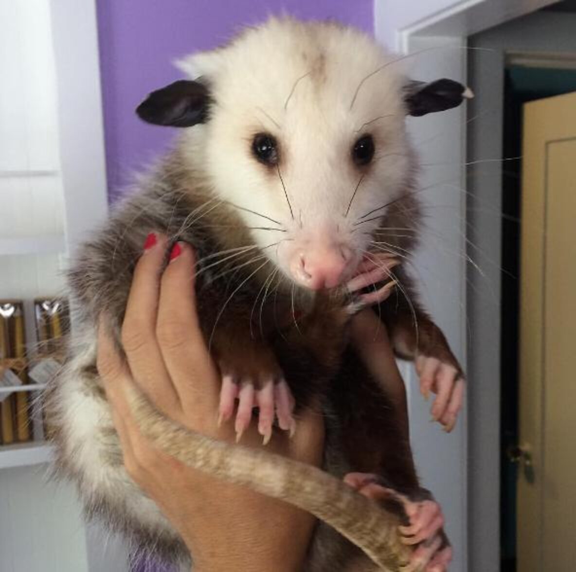 Rescued Opossum Loves To Cuddle With Her New Family - The Dodo