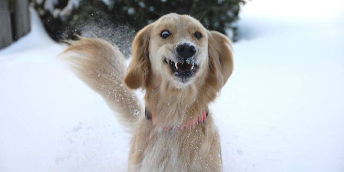 16 Dogs Who Are Experiencing Serious 'Snow-Face' Right Now - The Dodo