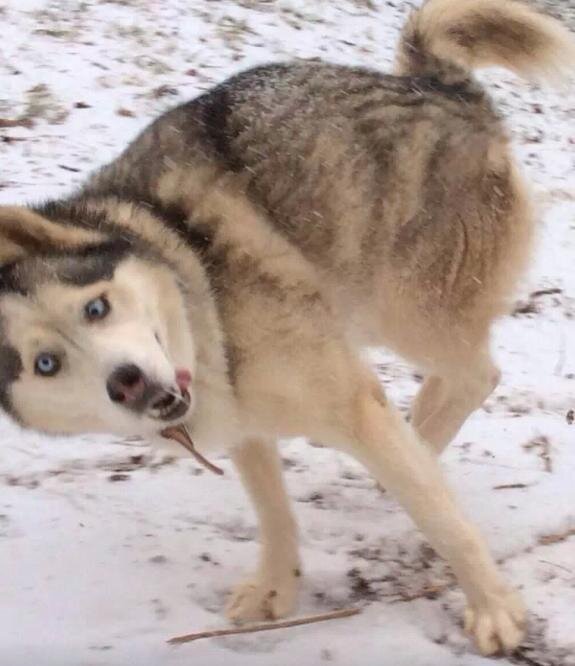 16 Dogs Who Are Experiencing Serious 'Snow-Face' Right Now - The Dodo