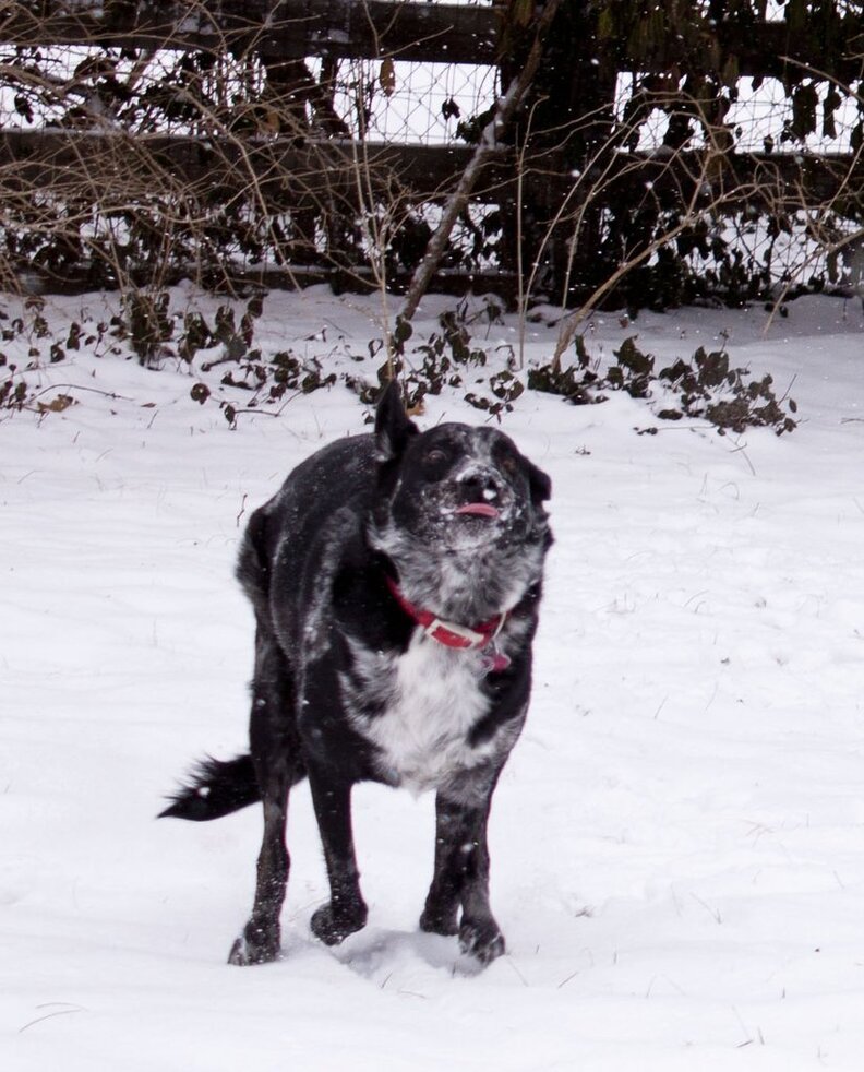 16 Dogs Who Are Experiencing Serious 'Snow-Face' Right Now - The Dodo