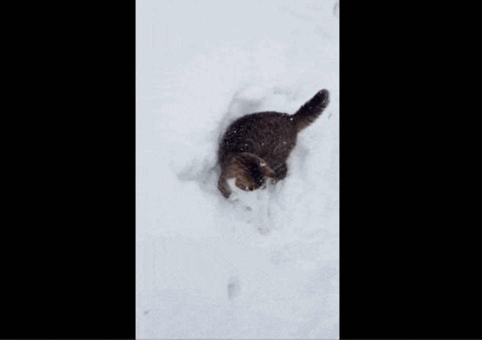Adventurous Cat Has A Blast Leaping Through The Snow - The Dodo