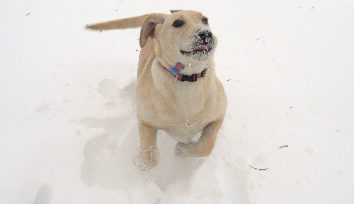 16 Dogs Who Are Experiencing Serious 'Snow-Face' Right Now - The Dodo