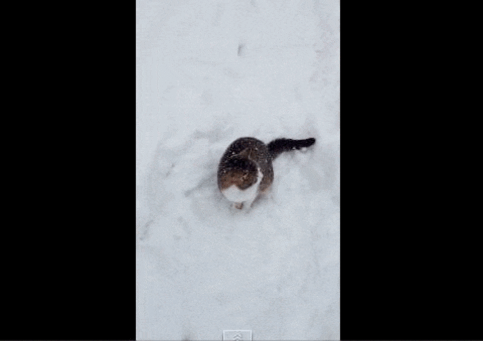 Adventurous Cat Has A Blast Leaping Through The Snow - The Dodo