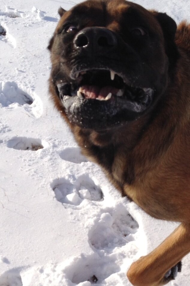 16 Dogs Who Are Experiencing Serious 'Snow-Face' Right Now - The Dodo