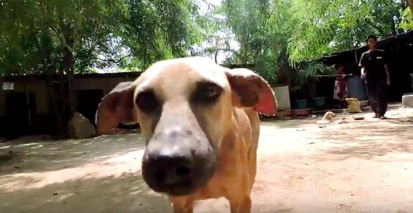 Starving Dog Has Incredible Transformation After A Little Love - The Dodo