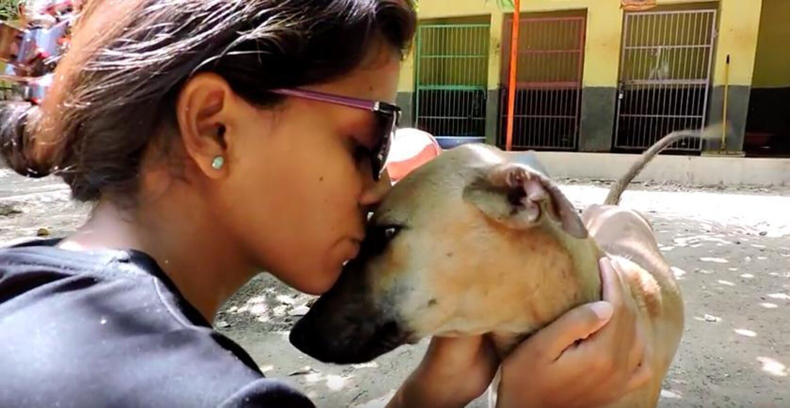 Starving Dog Has Incredible Transformation After A Little Love - The Dodo