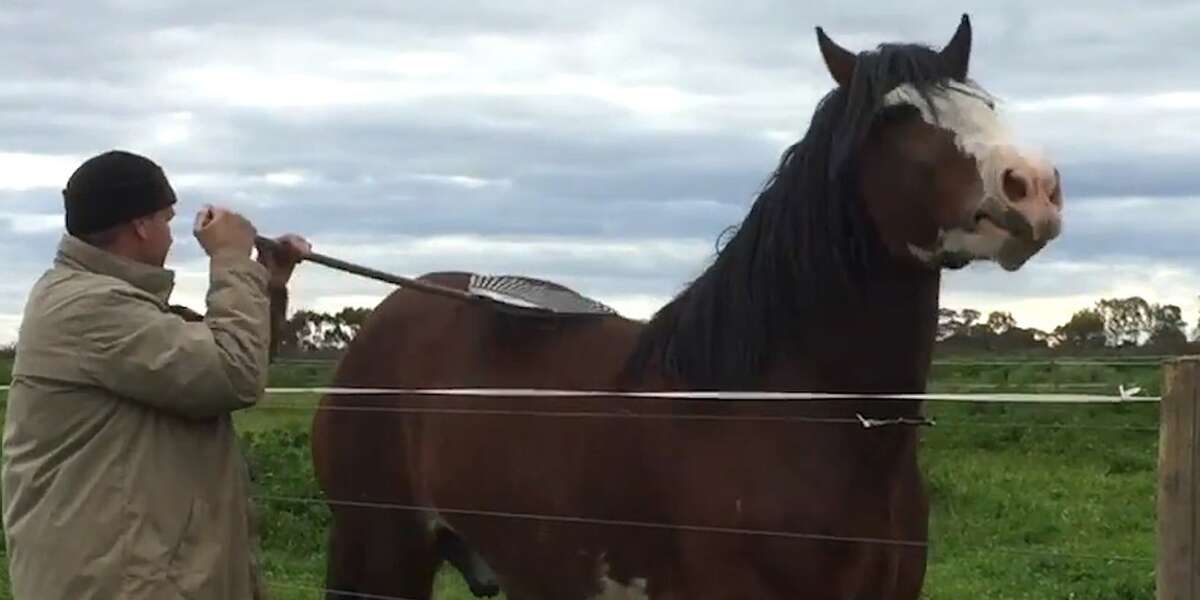 Horse Gets The Back Scratch Of His Life - The Dodo