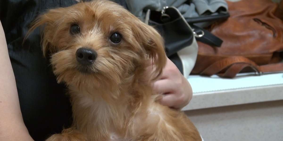 Dozens Of Dogs Rescued From Dirty House Are Finally Safe - The Dodo