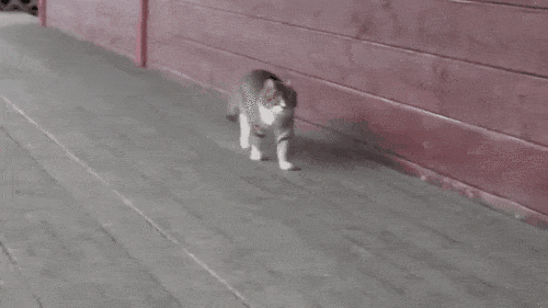 11 Cats Who Don't Think They're Cats - The Dodo