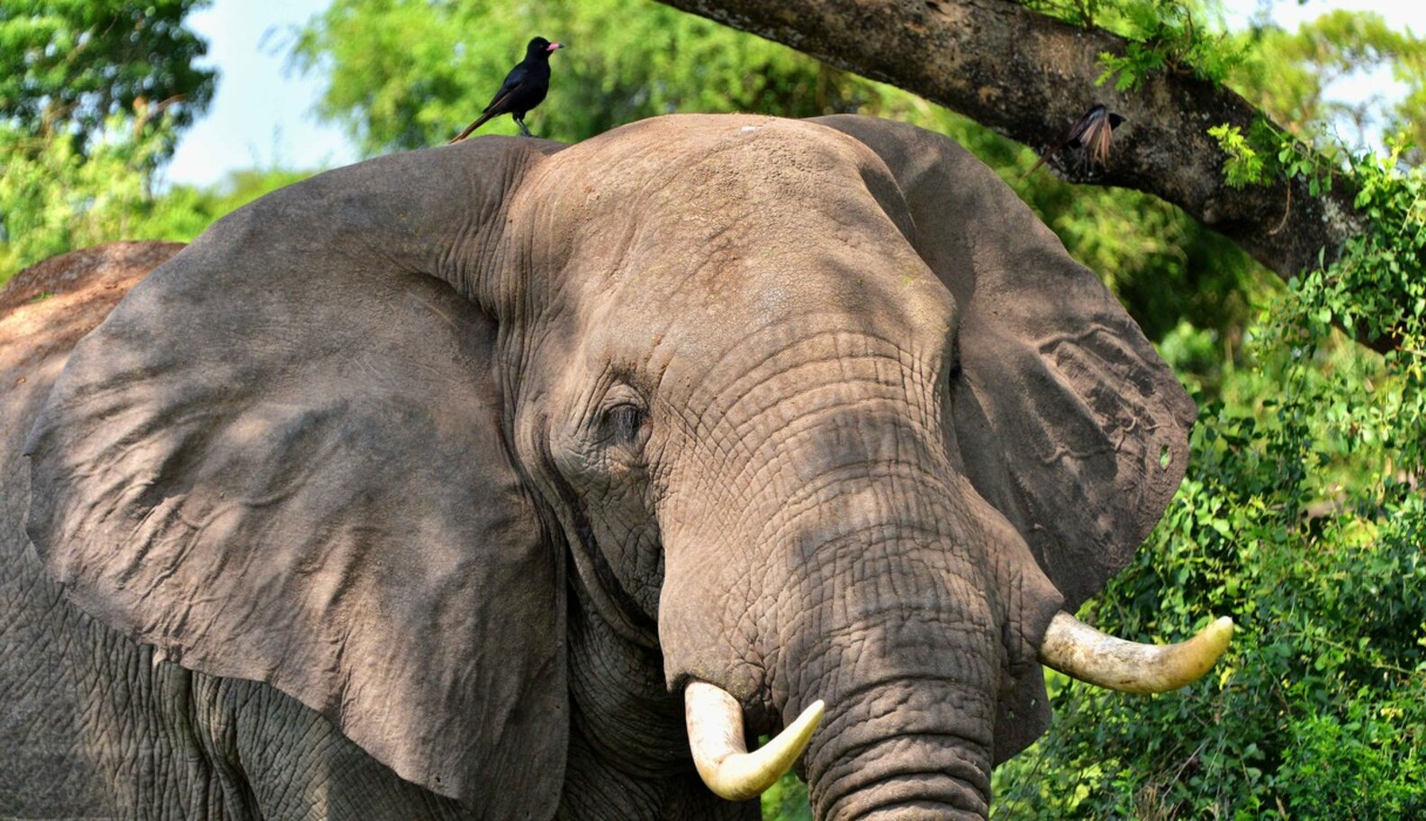 Science Gets Closer To Discovering How Animals Express Emotions - The Dodo