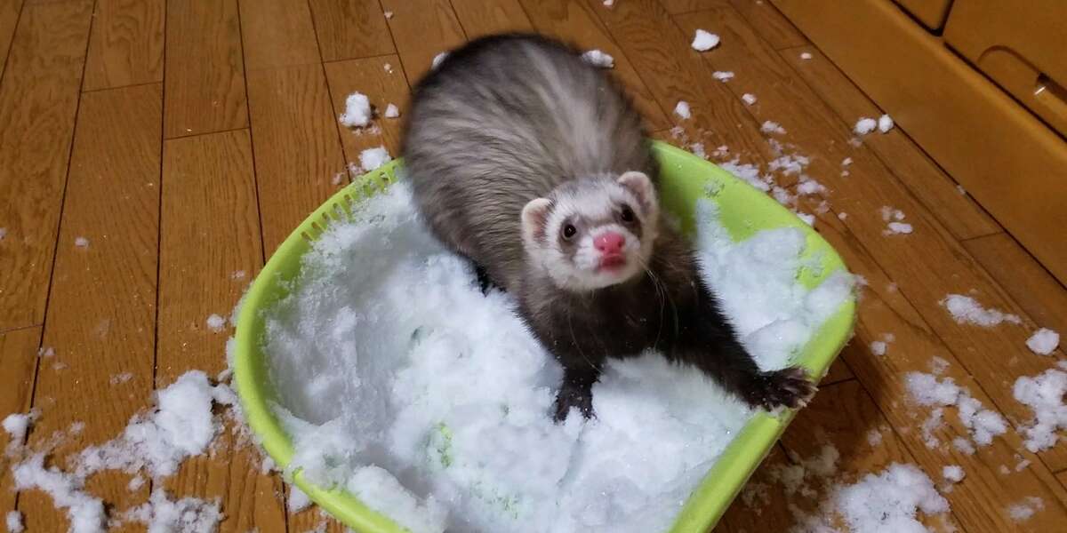 Ferret Just Discovered Snow And Can't Get Enough - Videos - The Dodo