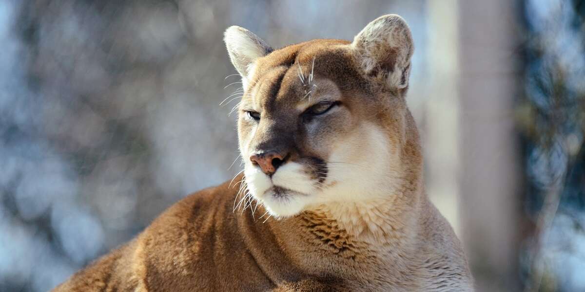 Trophy Hunters Are Killing Big Cats For Fun Right Here In The US - The Dodo