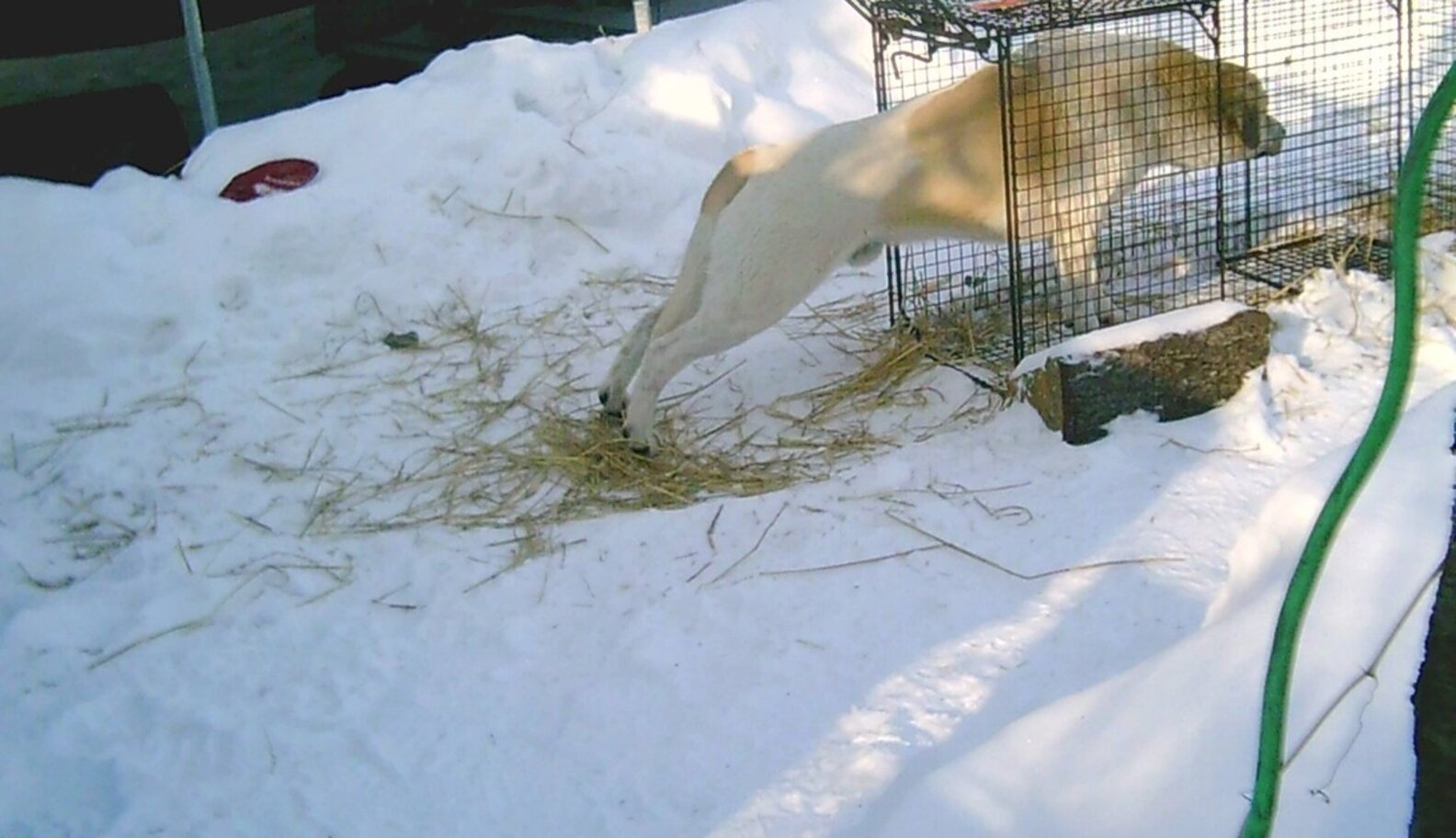 'Pet Detective' Has Reunited More Than 70 Animals With Their Owners ...