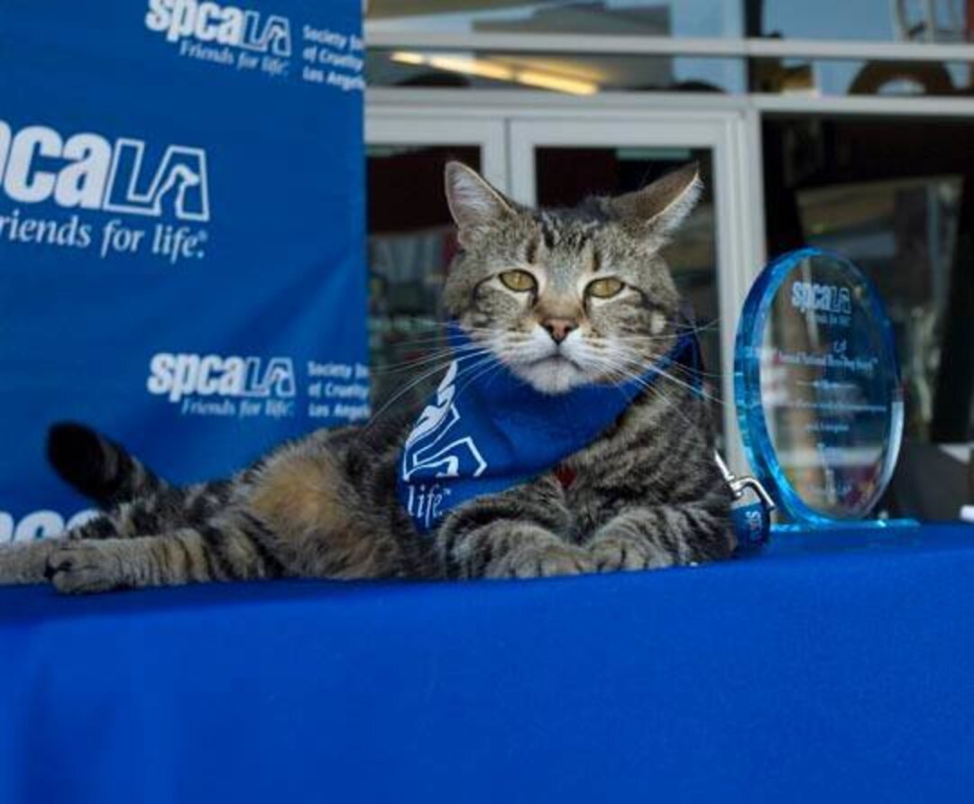 Brave Cat Wins Award For Most Heroic ... DOG - The Dodo