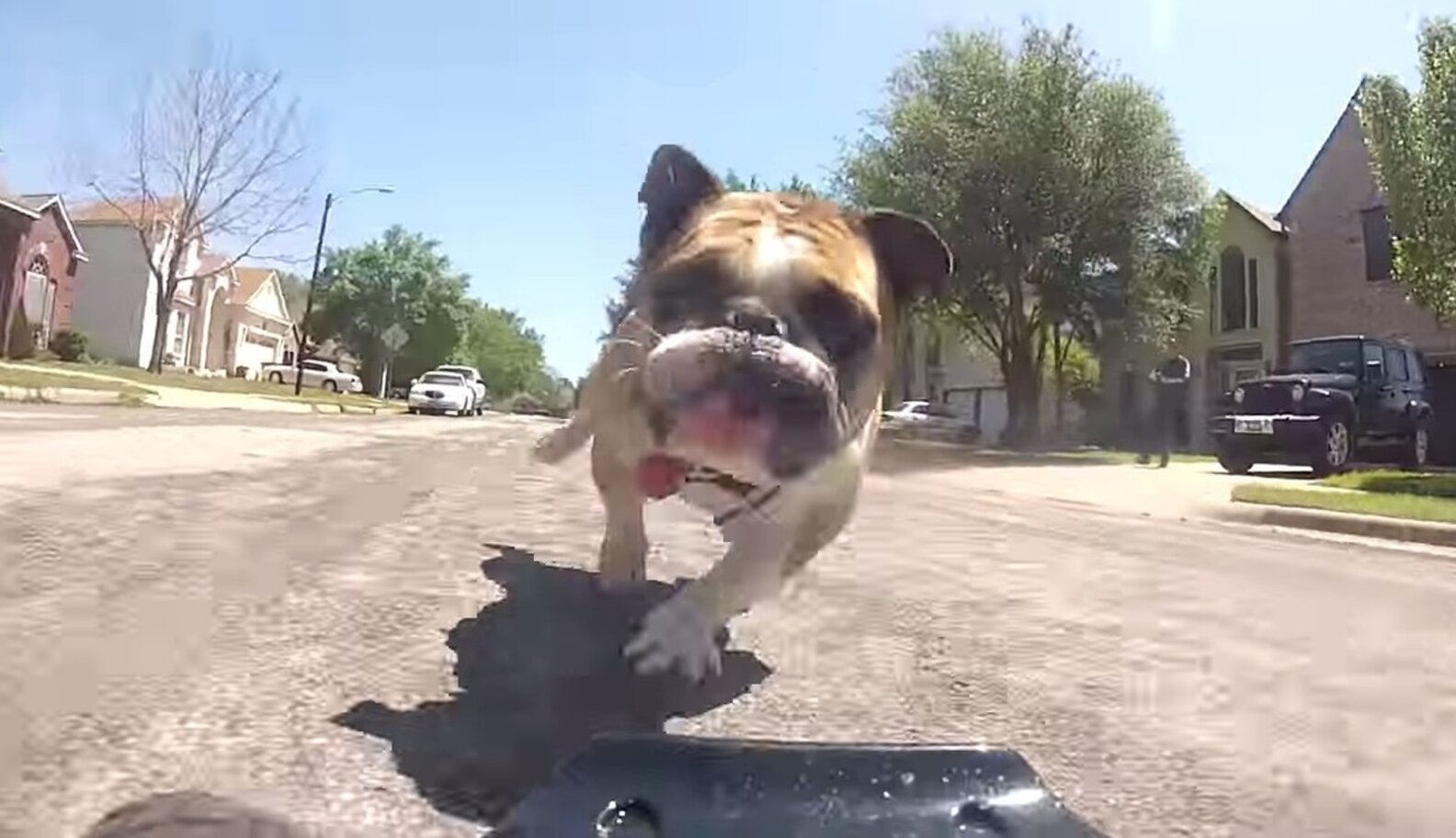 Bulldog Recreates T-Rex Chase Scene From 'Jurassic Park' - The Dodo