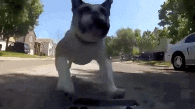 Bulldog Recreates T-Rex Chase Scene From 'Jurassic Park' - The Dodo