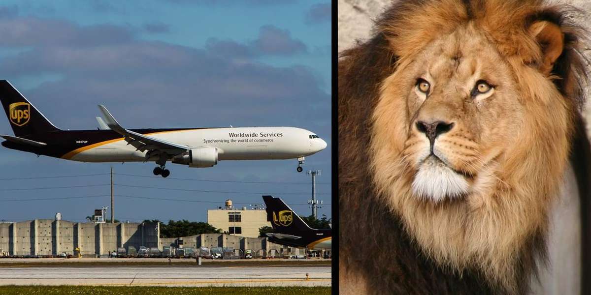 UPS Still Totally OK With Shipping Dead Animal 'Trophies' - The Dodo
