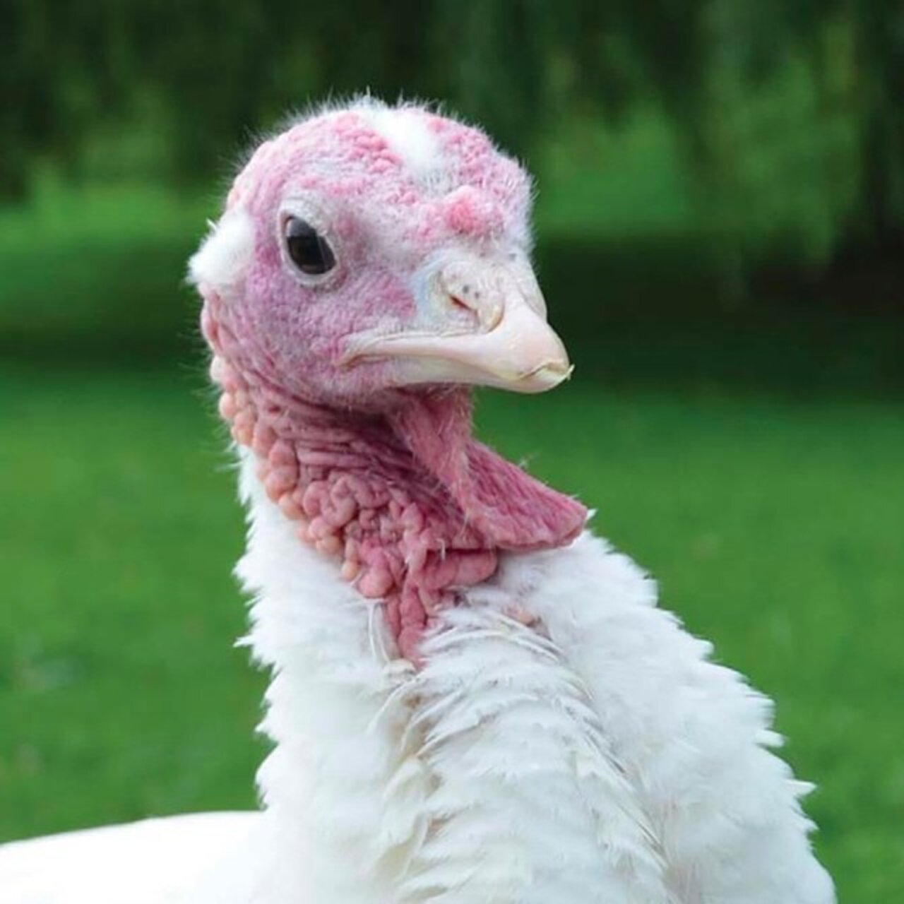 [Untitled] - The Dodo