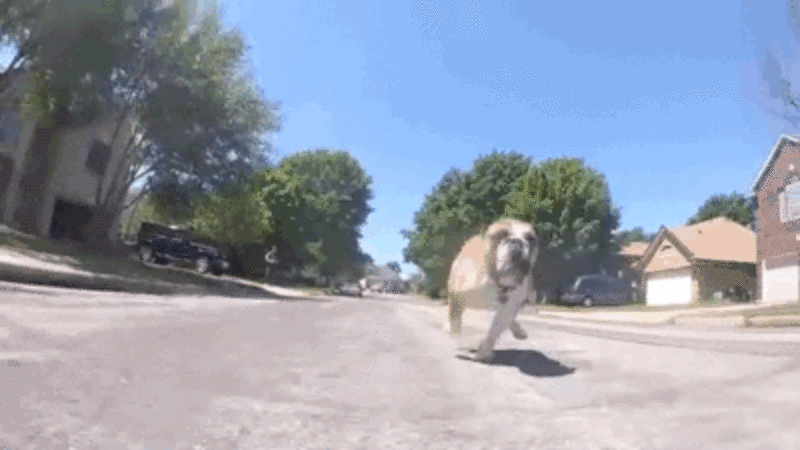 Bulldog Recreates T-Rex Chase Scene From 'Jurassic Park' - The Dodo