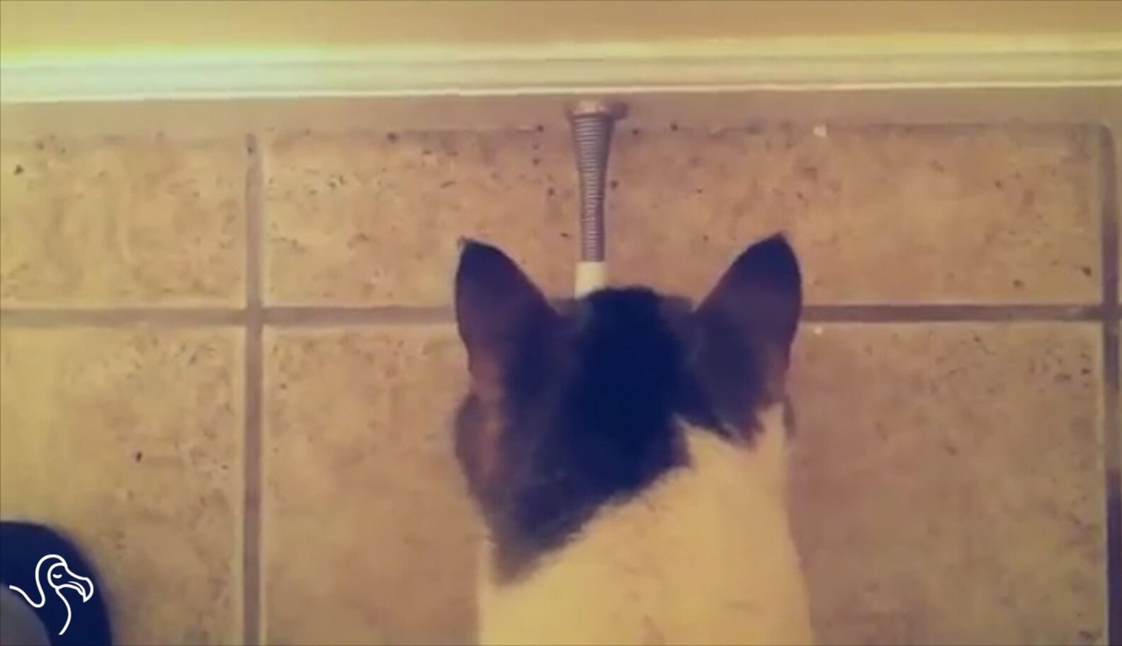 WATCH: Cats Attacking Those Things On The Wall - The Dodo