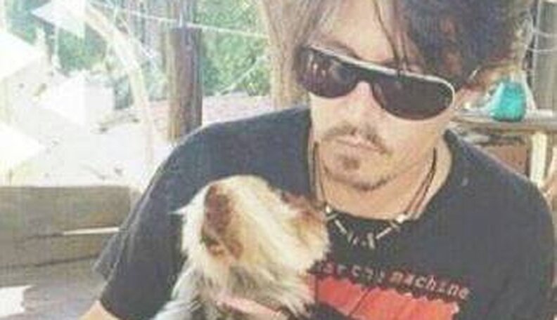 Johnny Depp Has 24 Hours To Save His Dogs - The Dodo