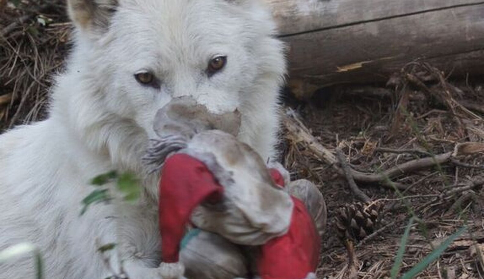Wolf Dog Rescued From Fur Farm Learns To Play 'Keep Away' - The Dodo