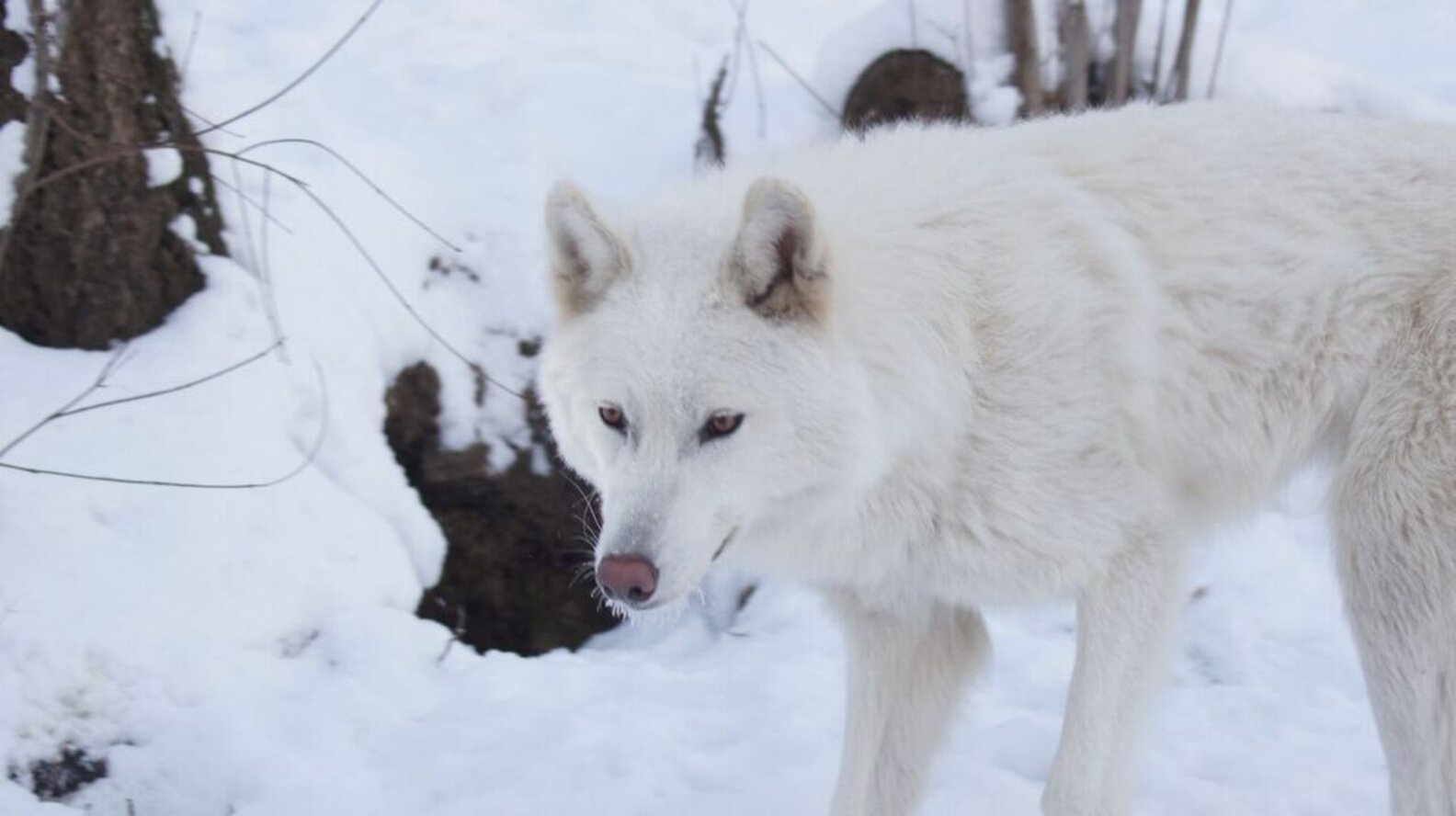 Wolf Dog Rescued From Fur Farm Learns To Play 'Keep Away' - The Dodo