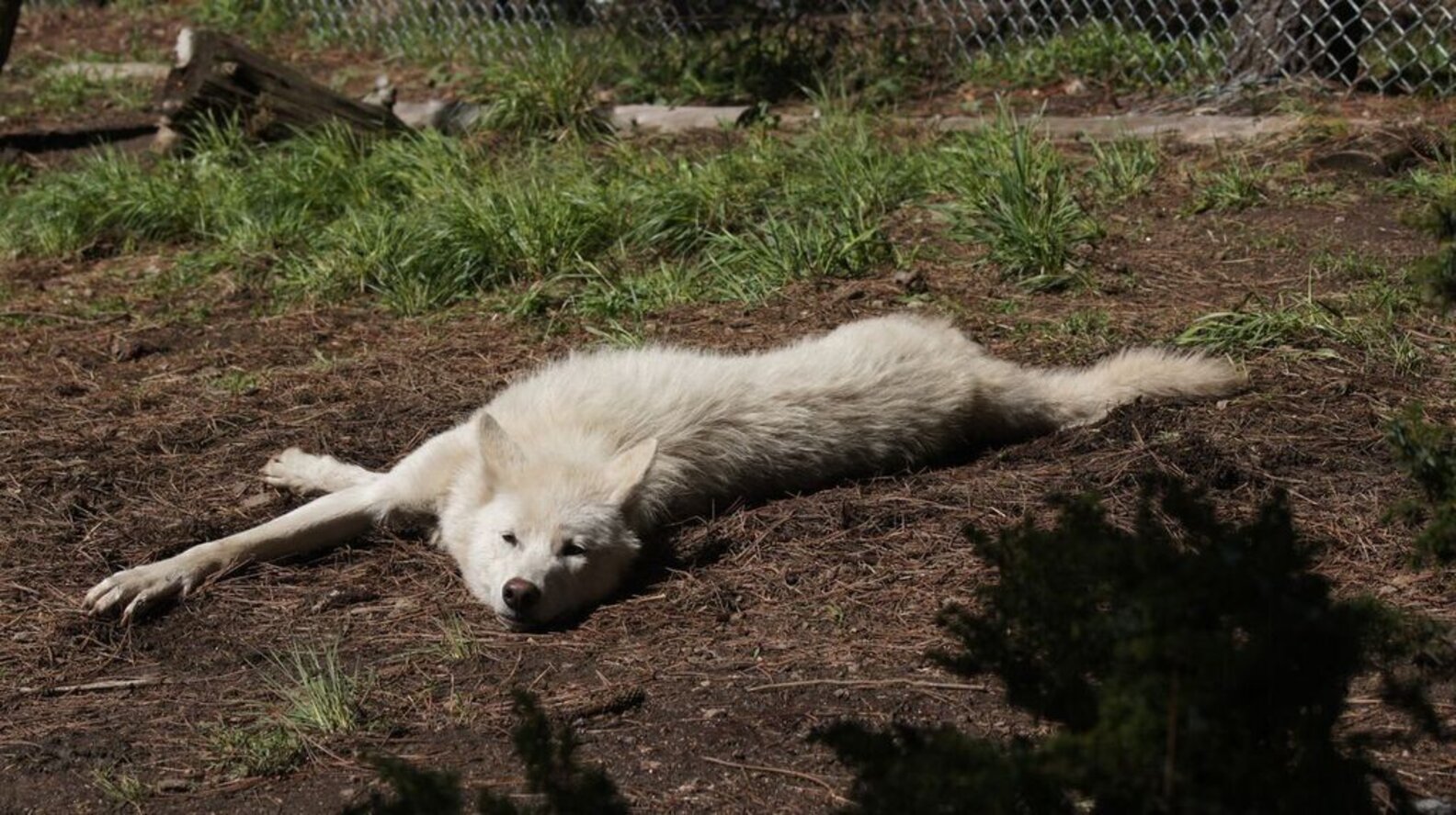 Wolf Dog Rescued From Fur Farm Learns To Play 'Keep Away' - The Dodo