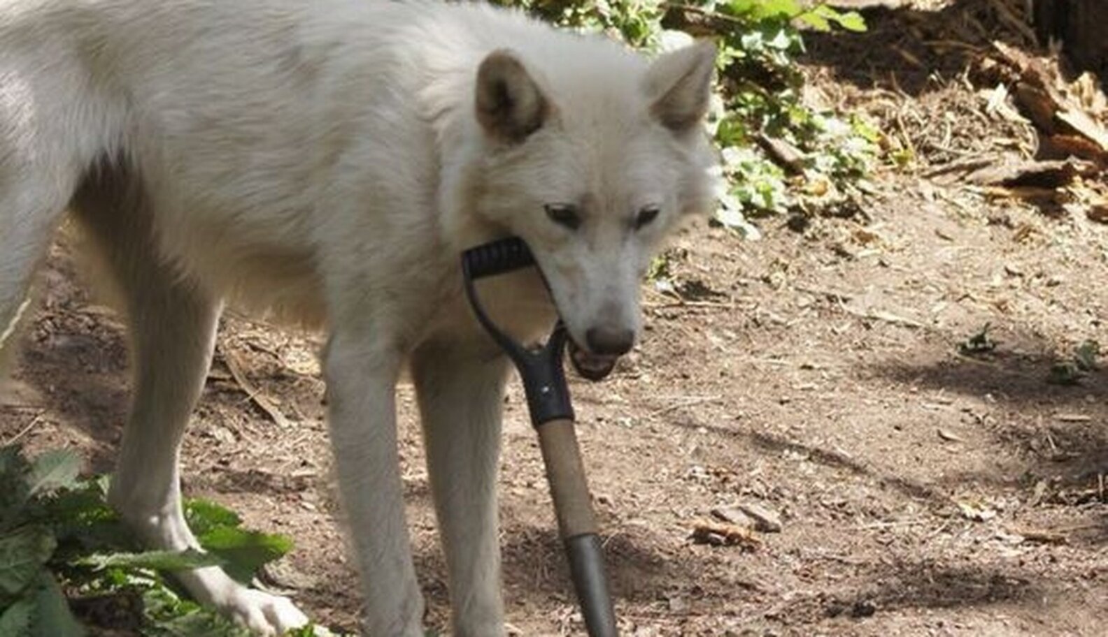 Wolf Dog Rescued From Fur Farm Learns To Play 'Keep Away' - The Dodo