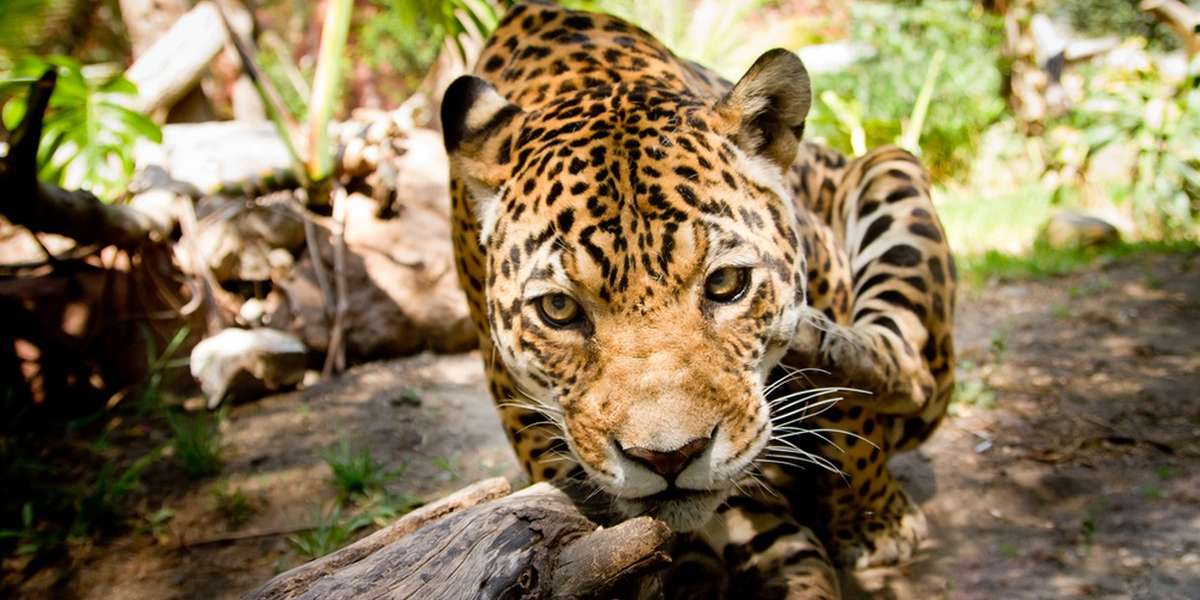 Ghastly Images Show What Wildlife Crime Really Looks Like - The Dodo