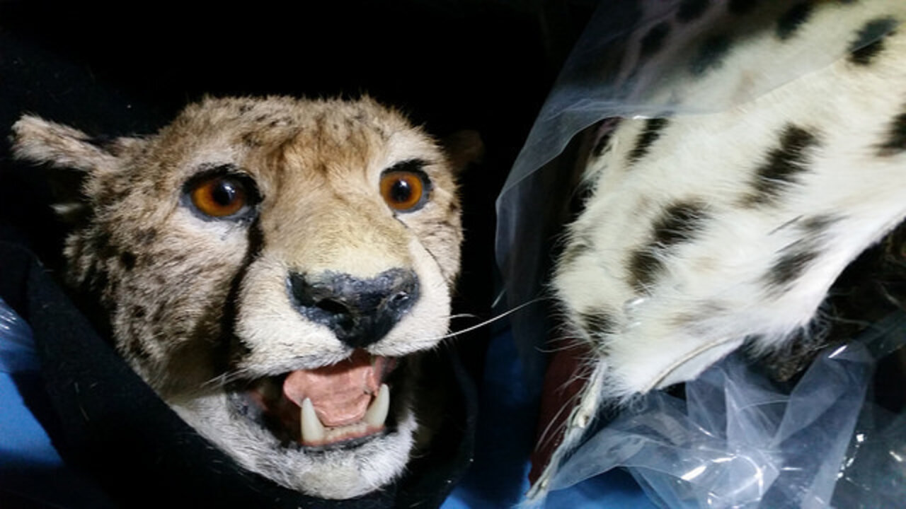 Ghastly Images Show What Wildlife Crime Really Looks Like - The Dodo