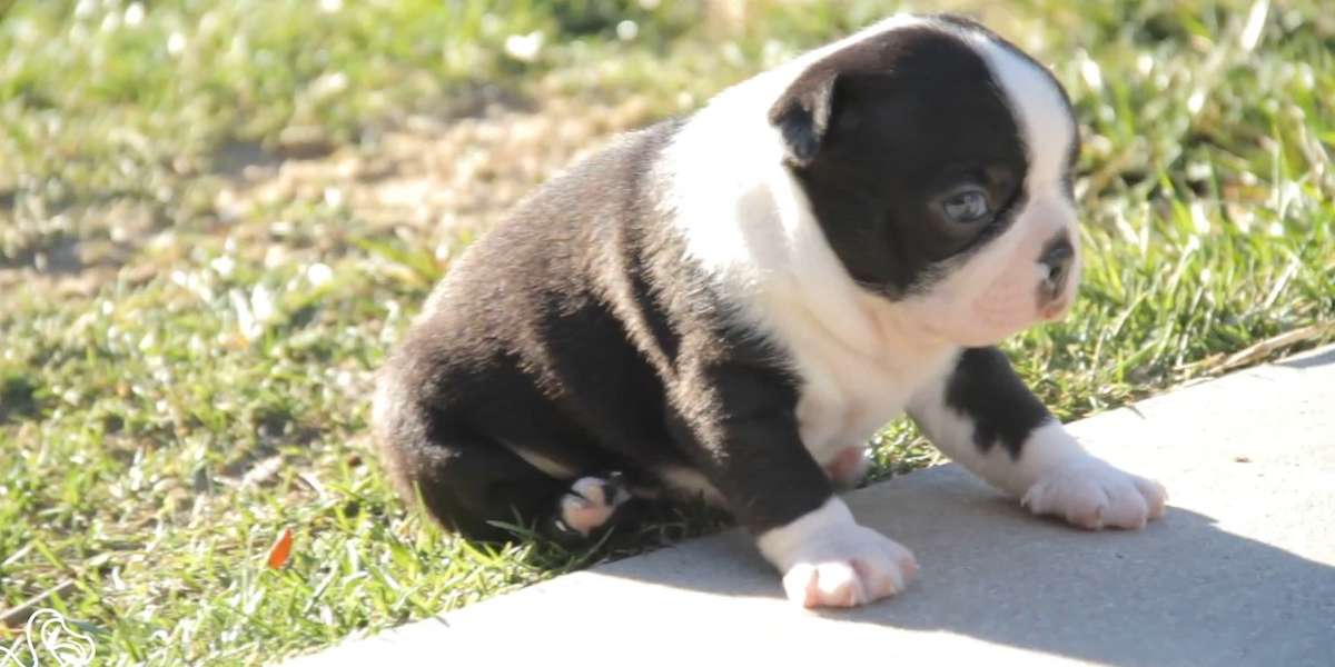 WATCH: Puppies Learning To Walk - The Dodo