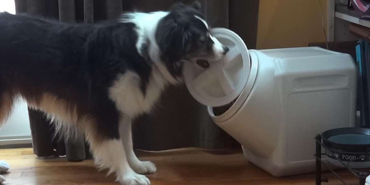 Smart Dog Knows This Container Isn't Dog-Proof - Videos - The Dodo