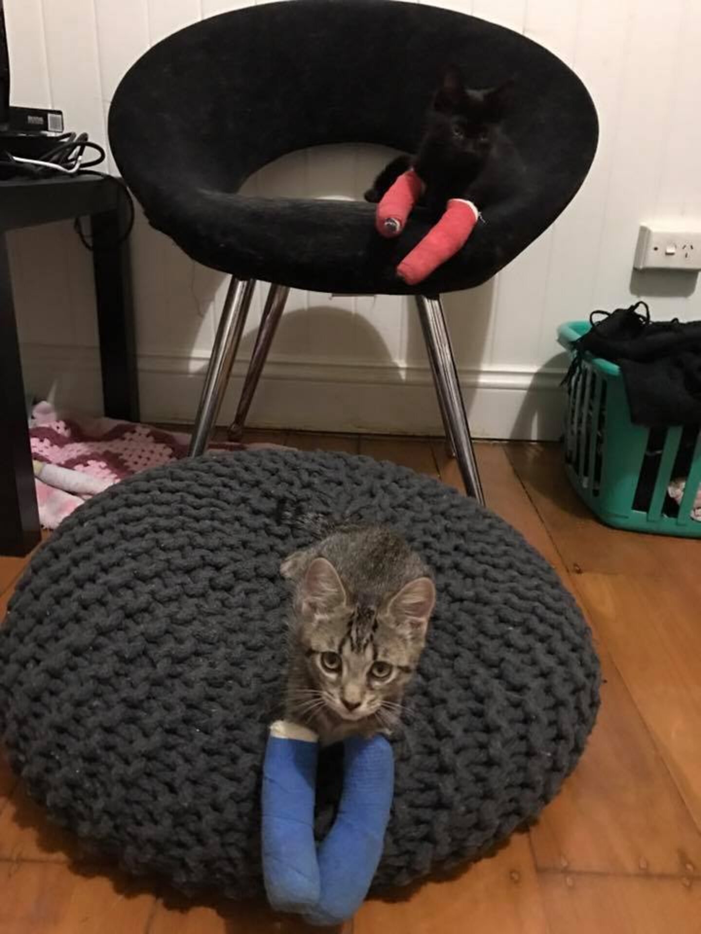 Kittens With 'Twisted' Legs Get The Tiniest Casts - The Dodo