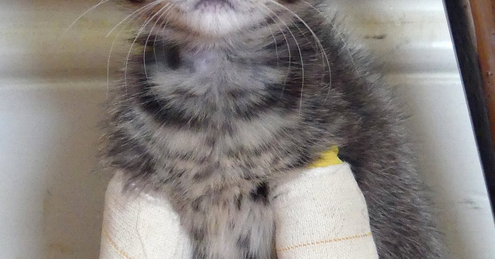 Kittens With 'Twisted' Legs Get The Tiniest Casts - The Dodo