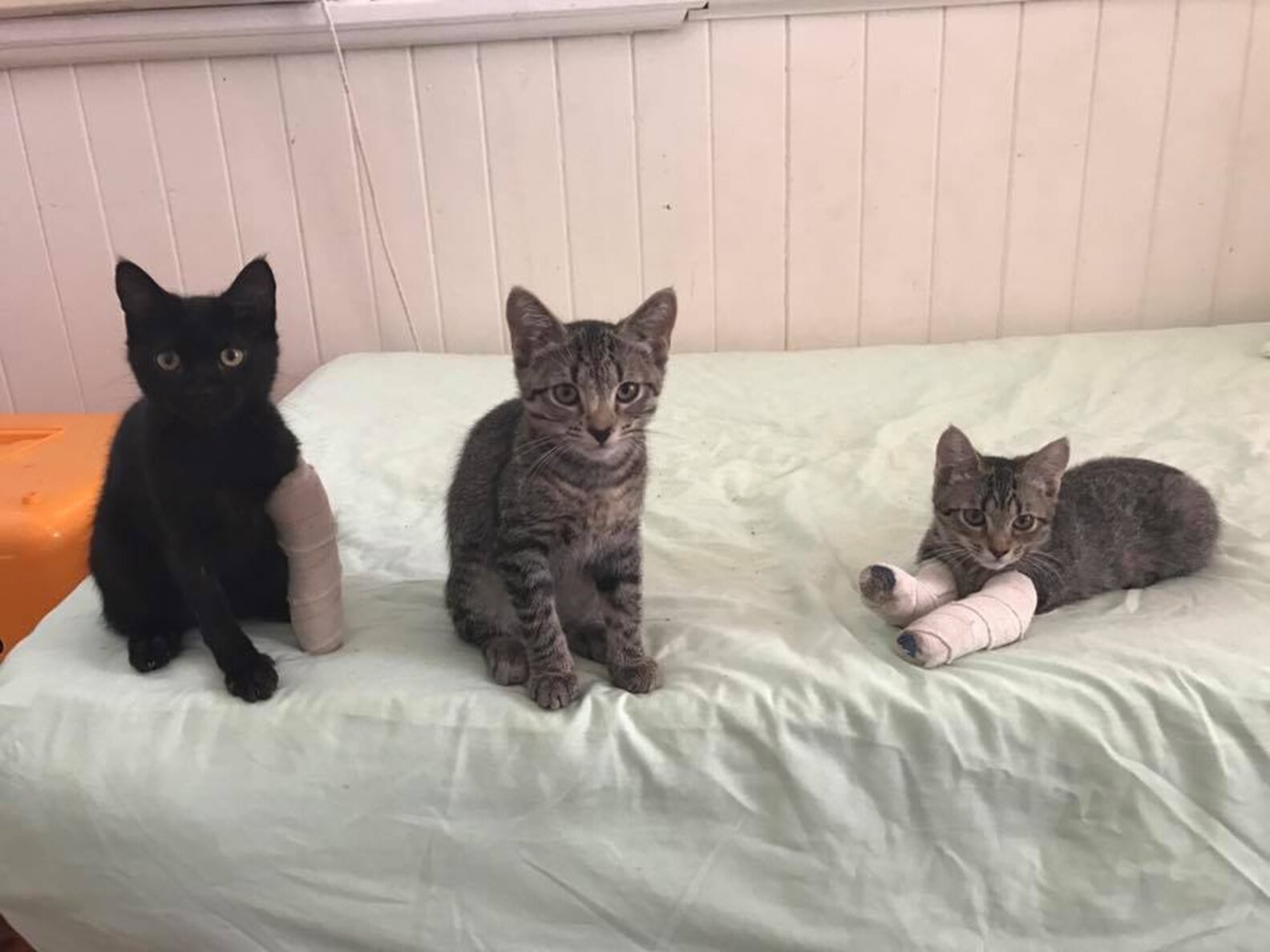 Kittens With 'Twisted' Legs Get The Tiniest Casts - The Dodo