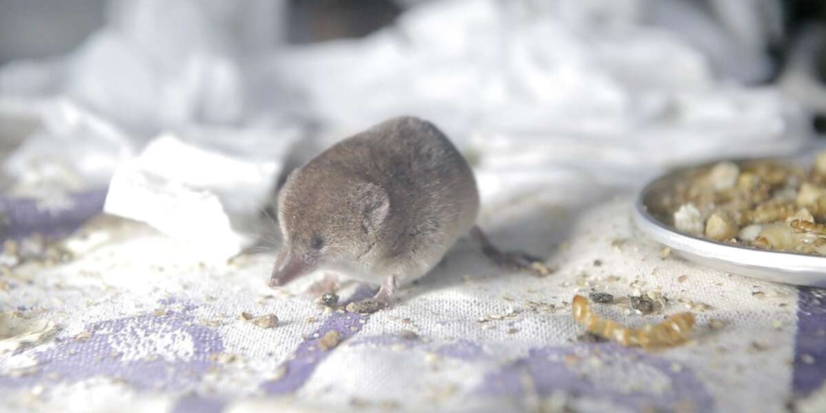 Baby Shrews eating favourite food for dinner! - The Dodo