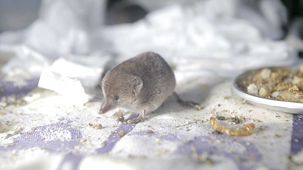 Newborn Shrew
