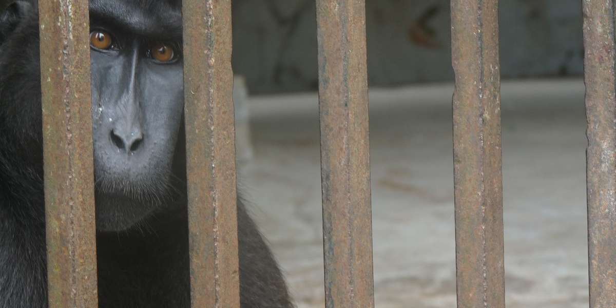 5 Reasons Why Zoo Animals In Malaysia Need Our Help - The Dodo