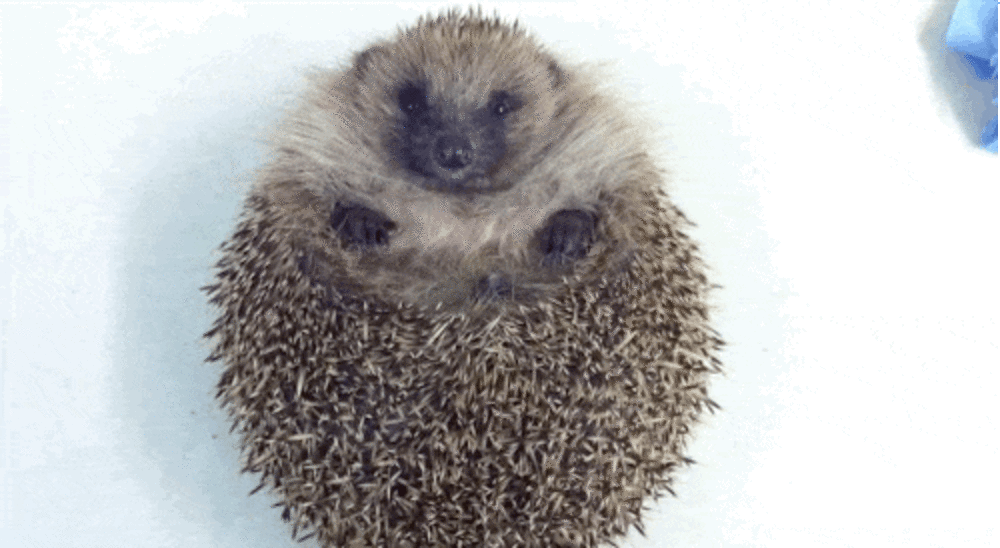 Chubby Hedgehog Valiantly Struggles To Turn Himself Over - The Dodo