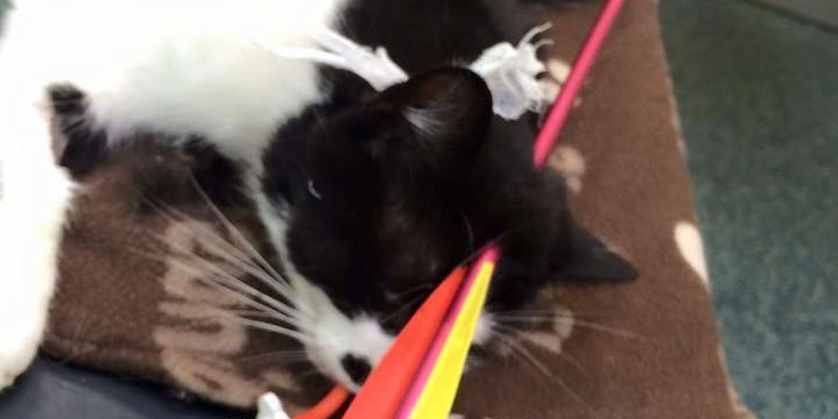 Cat Shot Through Head With Arrow Makes Miracle Recovery - The Dodo