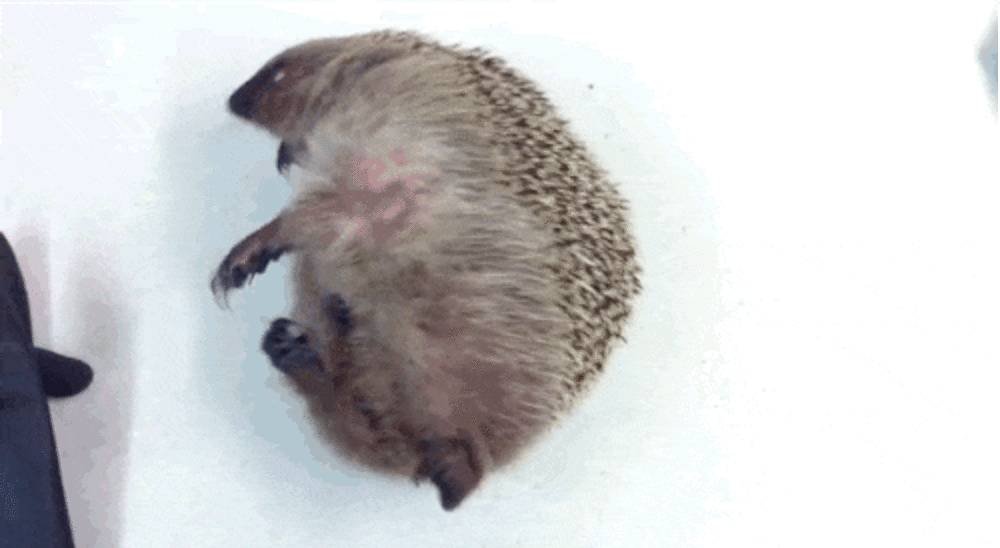Chubby Hedgehog Valiantly Struggles To Turn Himself Over - The Dodo