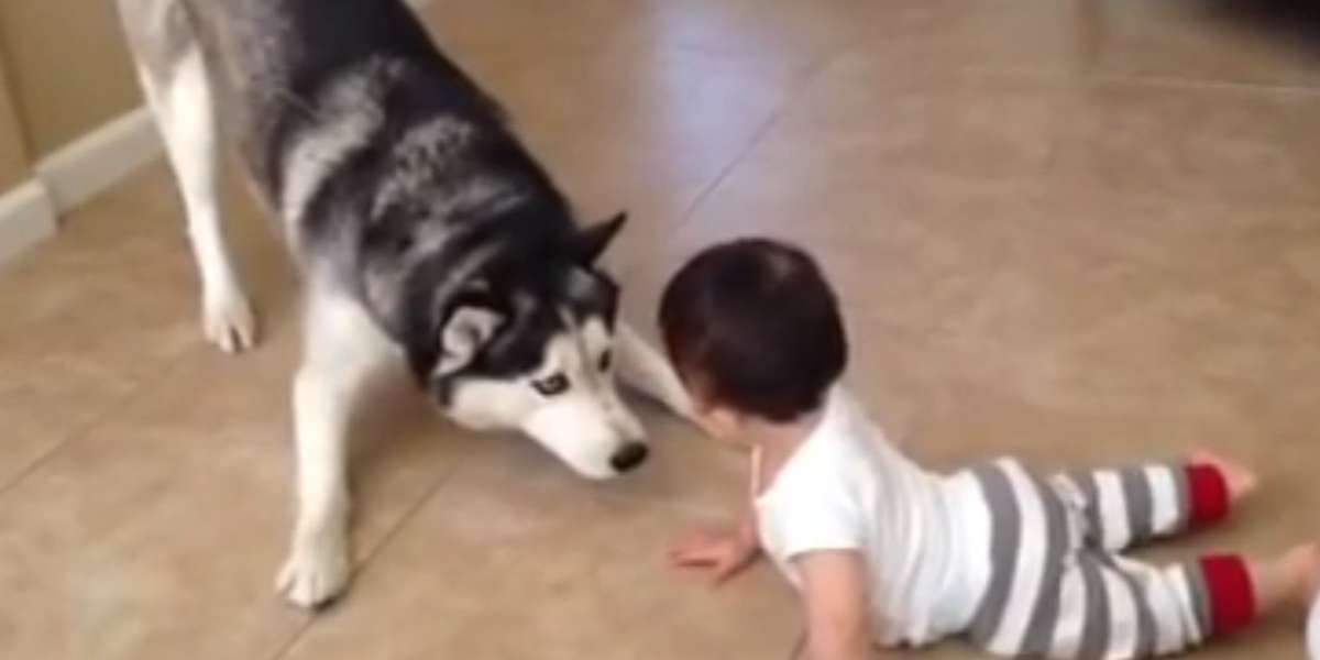 Frisky Husky Has Pouncy Playdate With Little Brother - The Dodo