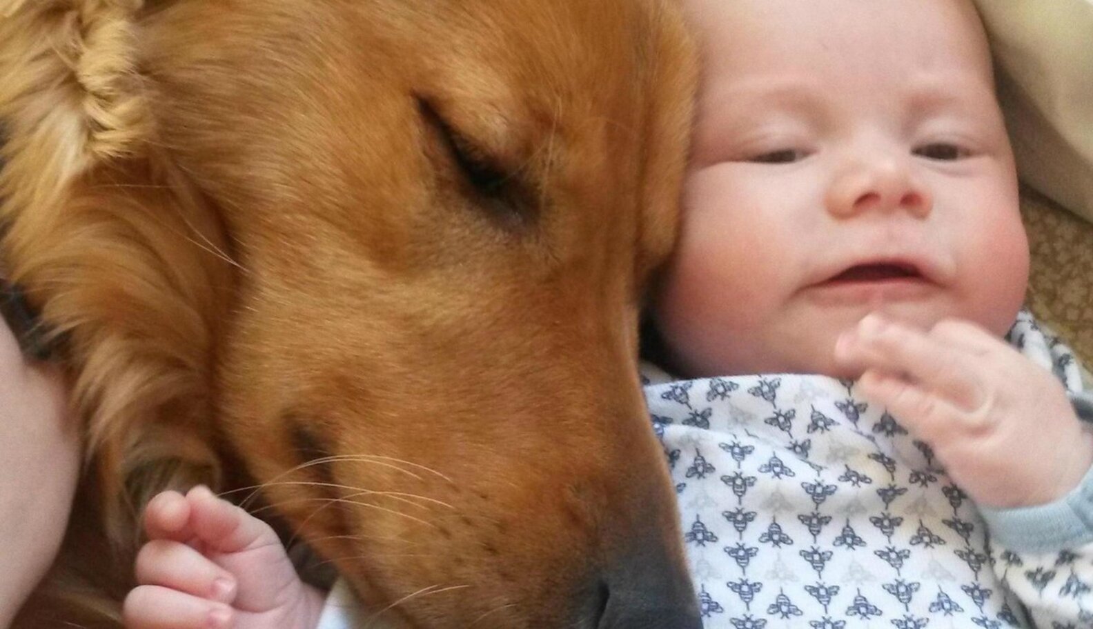 Doting Golden Retriever Treats Human Baby Like Her Own - The Dodo