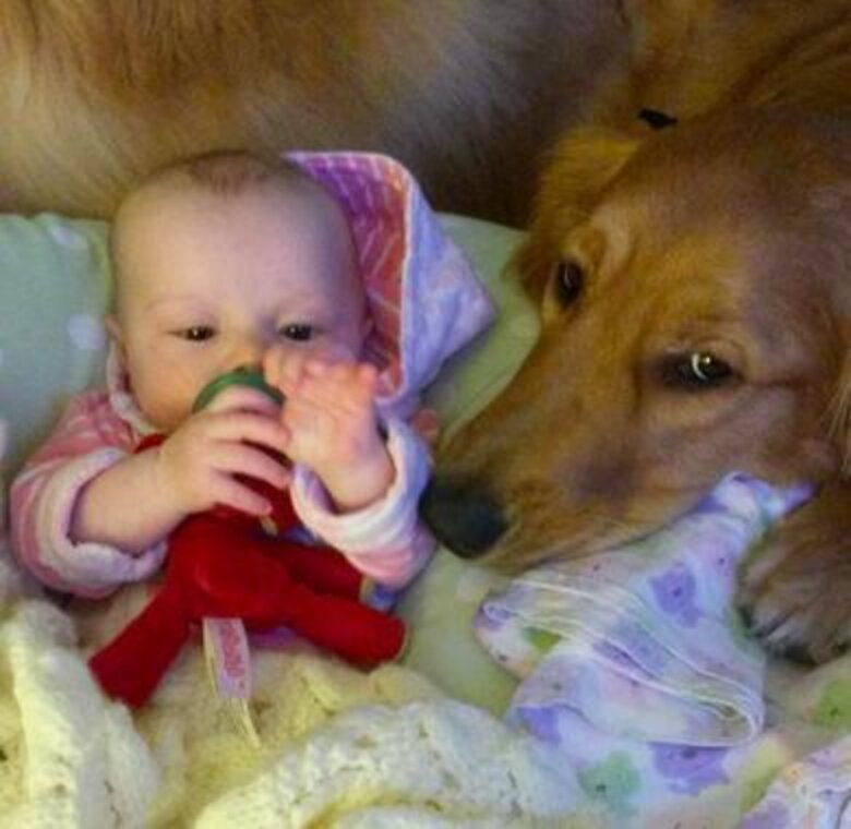 Doting Golden Retriever Treats Human Baby Like Her Own - The Dodo