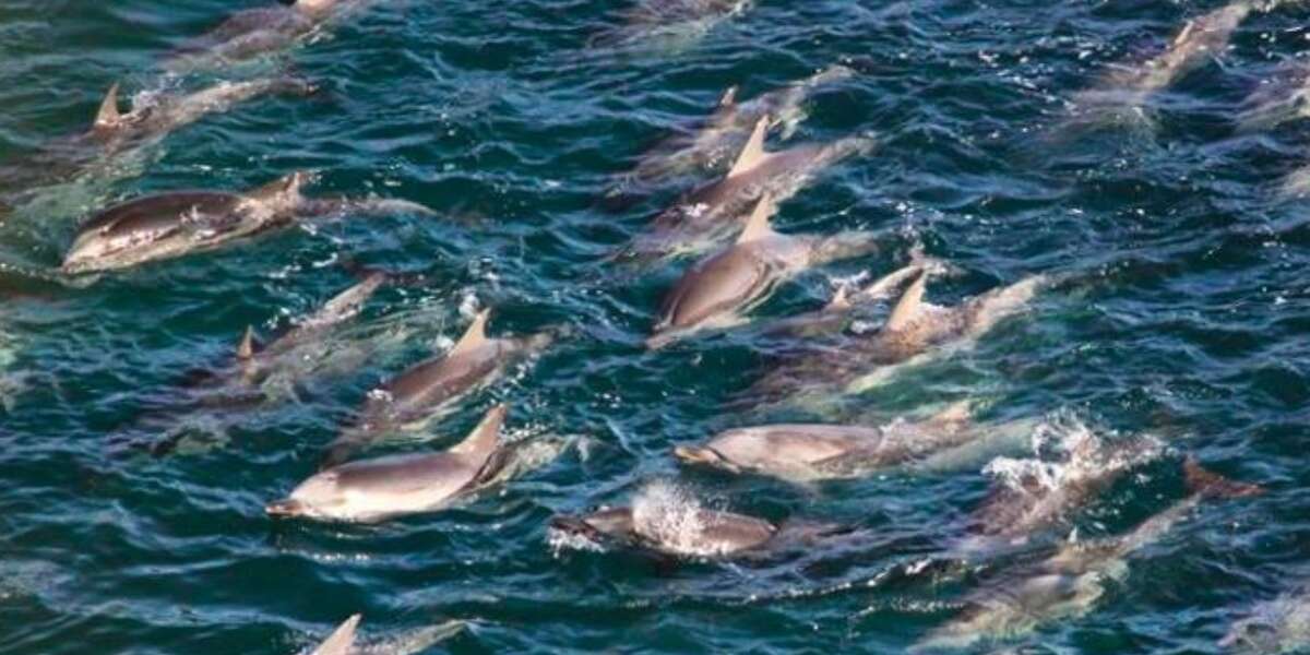 Taiji Dolphin Hunters Slaughter 65 More Dolphins - The Dodo