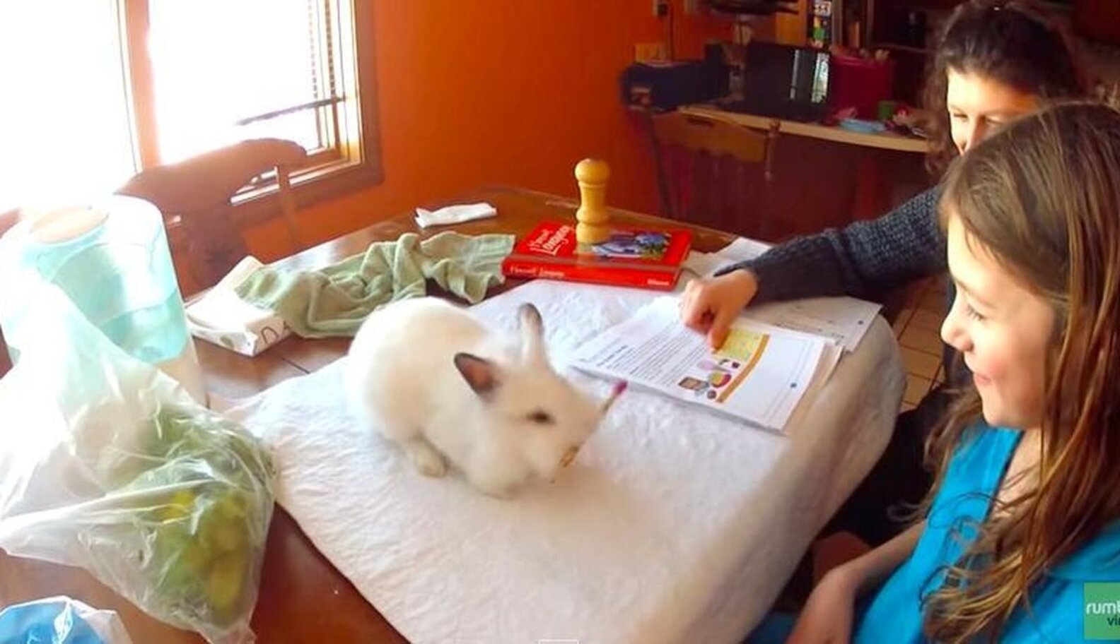 Helpful Bunny Tells His Human To Do Her Homework, Won't Take No For An ...