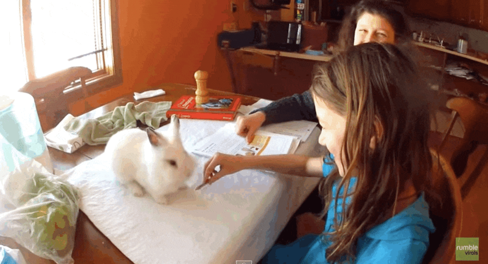 Helpful Bunny Tells His Human To Do Her Homework, Won't Take No For An ...