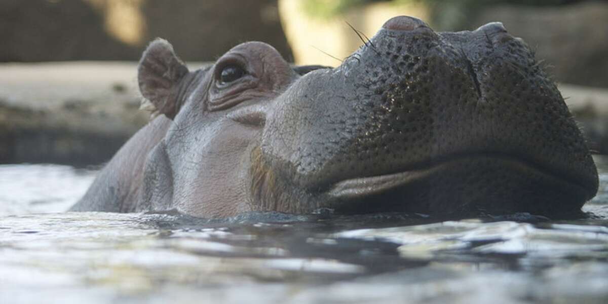 Heartbreaking: 'Crying' Hippo Dies After Falling From Zoo's Truck - The ...