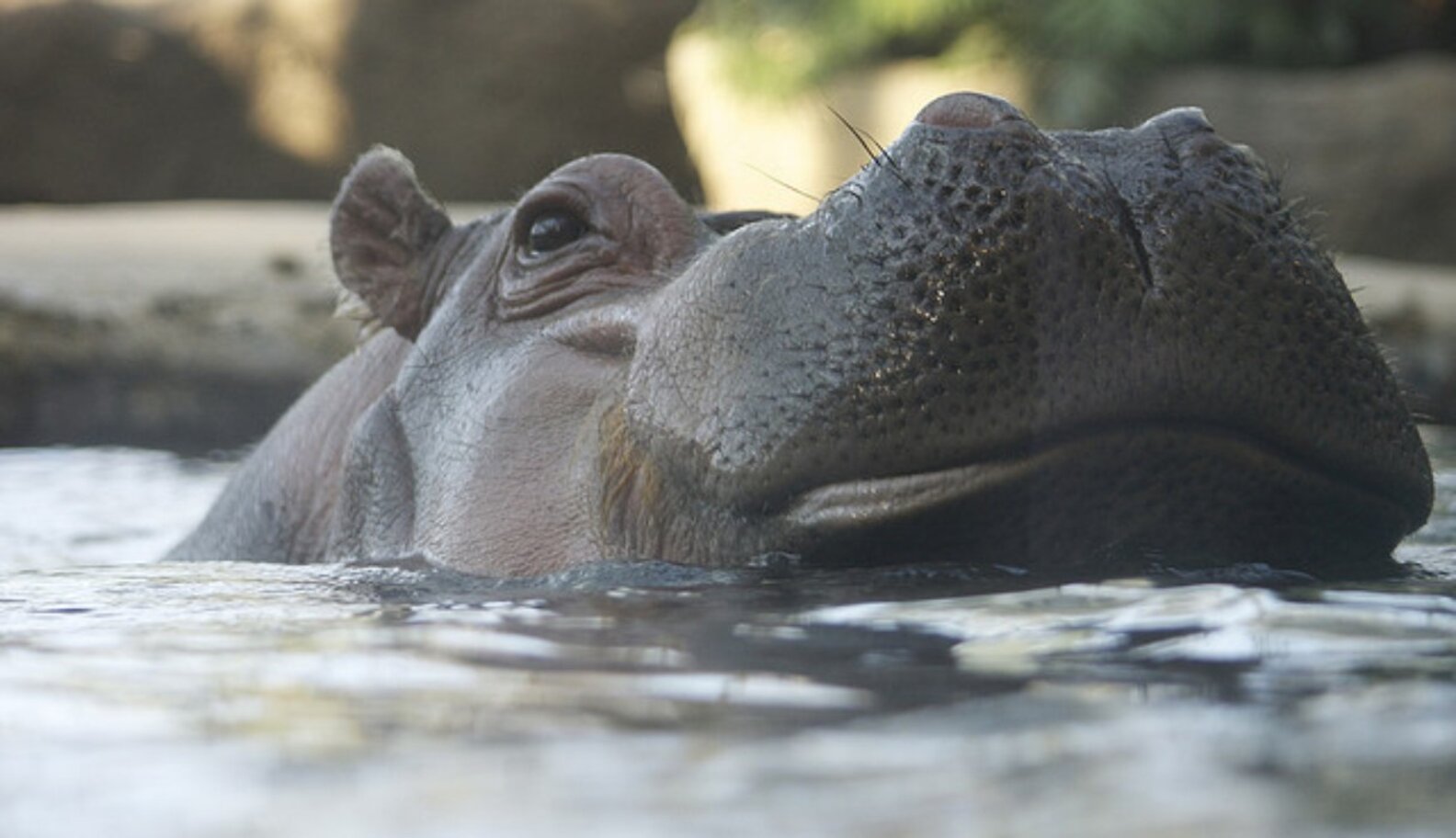 Heartbreaking: 'Crying' Hippo Dies After Falling From Zoo's Truck - The ...